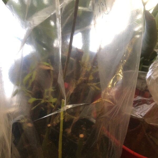 Medical Assistant Vinyl Decal in Maroon - Etsy