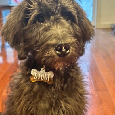 Design Your OWN Custom Pet Tag, Personalized, Custom Dog Tag, Resin Dog ...