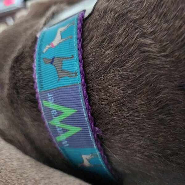 German Shorthaired Pointer Dog Collar, GSP Dog Collar, German ...