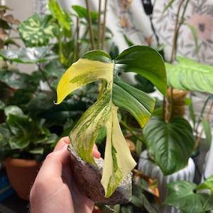 Philodendron Persimmon Princess - Etsy