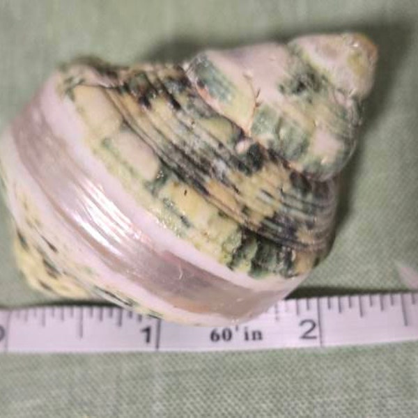 Brown Turkey Wing Seashells Ark Shells Arca Zebra Coastal Decor Beach ...