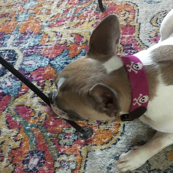 Personalized Dog Collar Jolly Roger, Custom Gifts for Dog Lovers ...