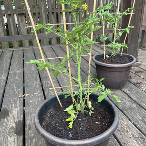 Candy Cane Pepper Seeds | Etsy
