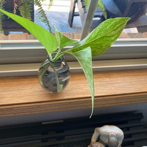 Rare N'joy Pothos in a 4 Nursery Pot White Variegated Indoor Vines Low ...