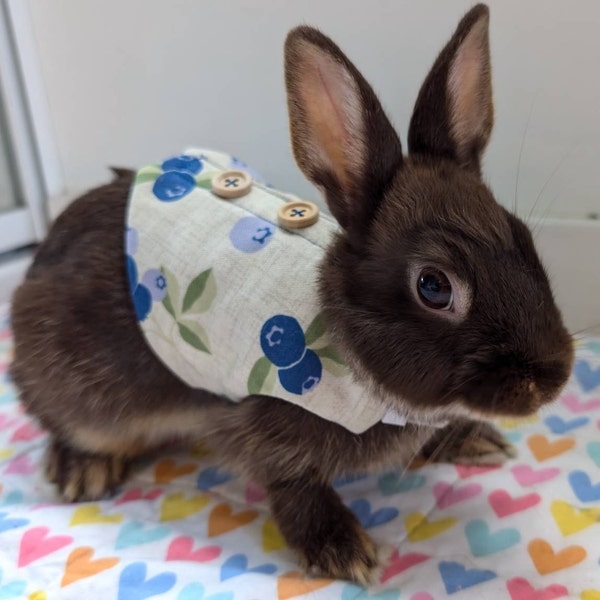 Autumn Ginkgo Wool Short Dress, Pet Bunny Dress/harness, Rabbit ...