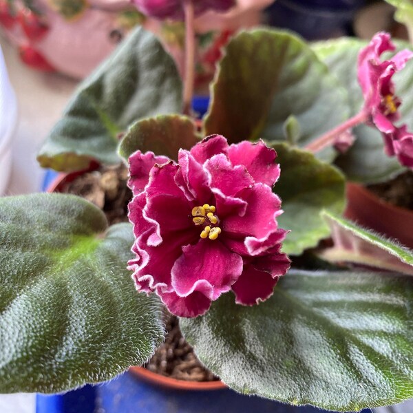 Secret Rendezvous African Violet Live Plant, Young Starter in a 4" Pot ...