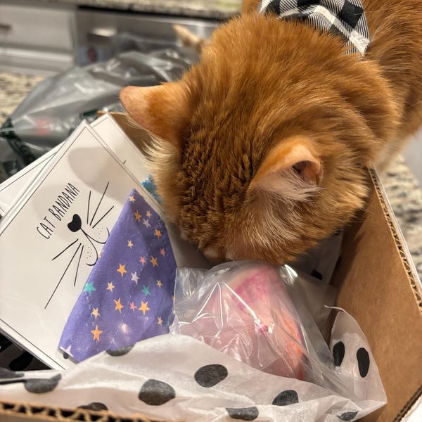 Cat Collar - "the Ringleader" - Cat Collar - Bright Pink Velvet - Etsy