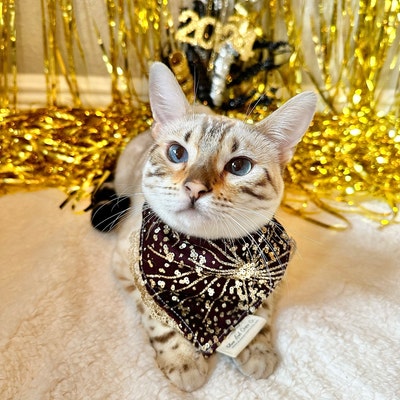 Toads and Mushrooms, toadally Fungi Cream Velvet, Forest, Reversible ...