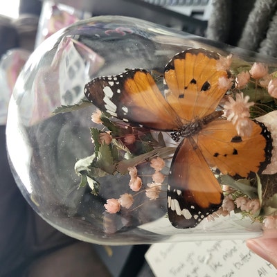 Extra Large Butterfly Dome 3 Black Butterflies Real Preserved Taxidermy ...