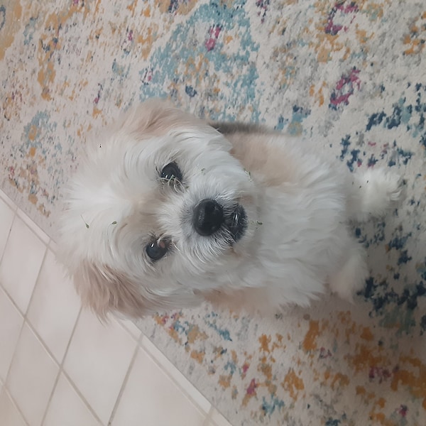 Jim Snook Studio Artist Cartoons 91 Collection Hunting Signed Sketch ...