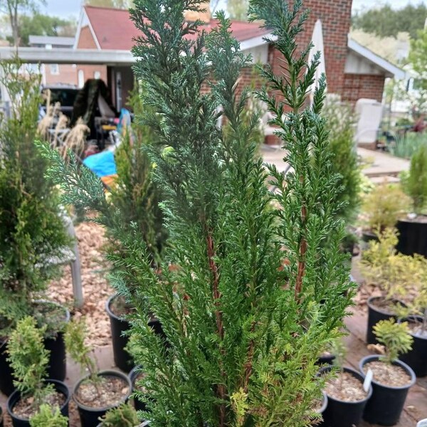 LIVE 6” Pot Ivy Plant, Hedera Helix, Plant Gift for Home, Dad Christmas ...