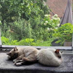 Custom Flat Cats Window Screens Mesh Window Protection for Cats - Etsy