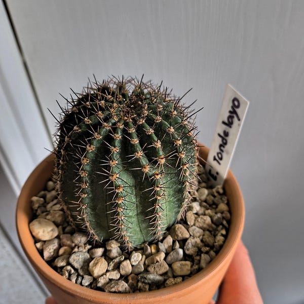 Navi Hand-numbered Paint Horse Watercolor Print - Etsy