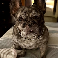 Texturized Cuban Link Dog Chain, Custom Dog Chain, Handmade Dog Collar ...
