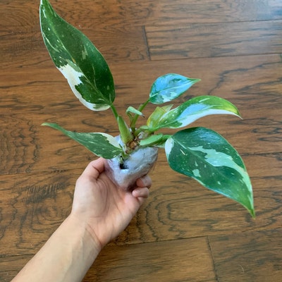 White Princess Philodendron Rare Variegated Tropical Indoor House Plant ...