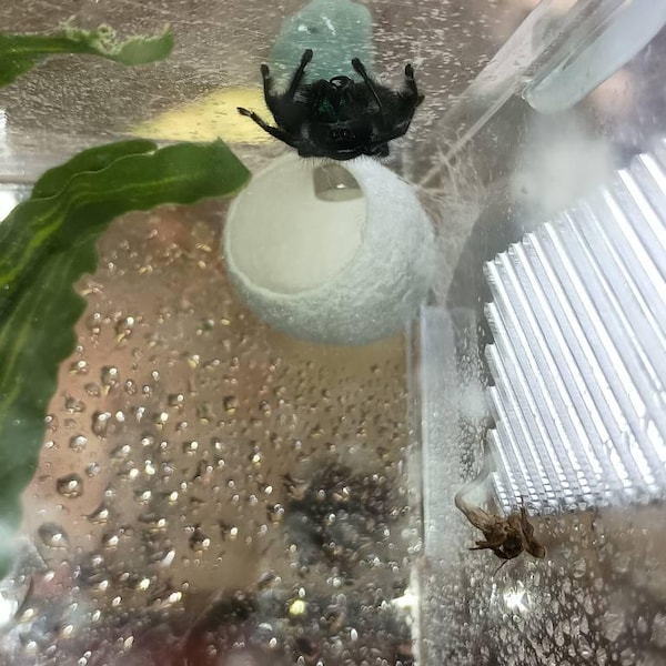 Rabbit Hinge Head, Cute Hinge Decorative Topper, Magnetic Figurine Door ...