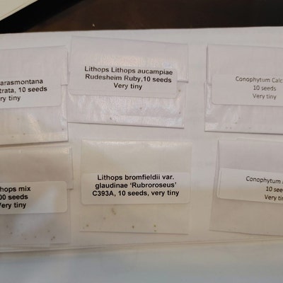 Lithops Aucampiae Rudesheim Ruby, 10 Seeds - Etsy