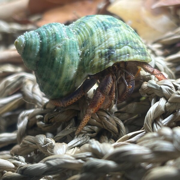 Nessastores Mexican Deep Sea Shell Beach Craft Scallop 2 1/2 3 20 PCS ...