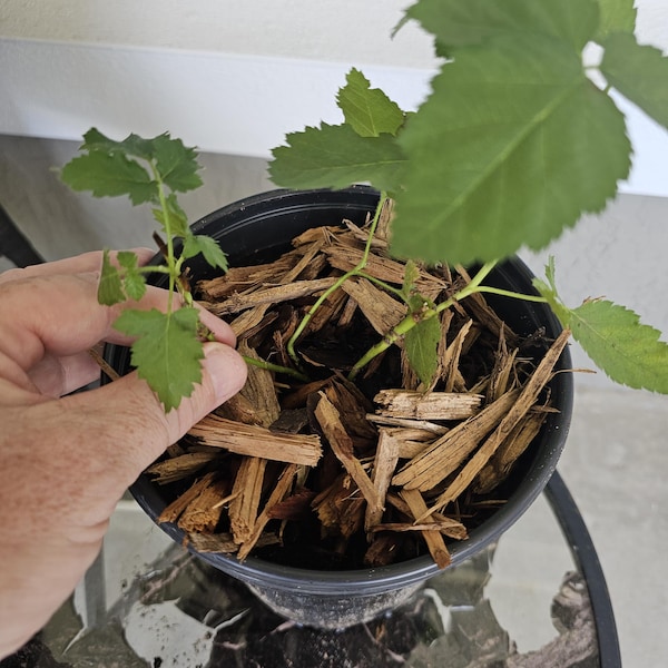 Boysenberry Plants Live Rooted Starter Plants sweet Fruit - Etsy