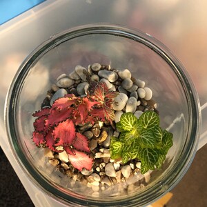 X3 / X2 Trailing Variegated Nepeta Plug Plants for Hanging - Etsy UK