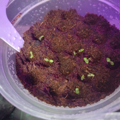 Gerbera Daisy Seeds 50 Seeds Daisy Mum Flower, Flower Seeds, Annual ...