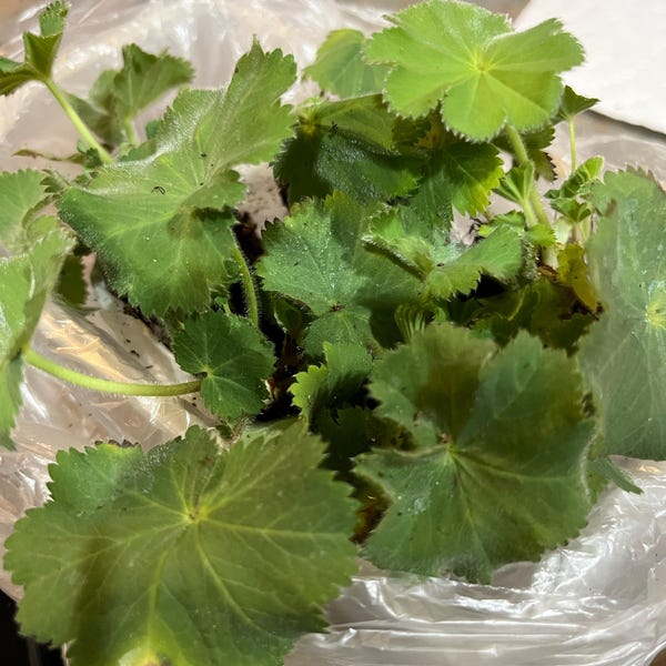 2 Alcea Queeny Purple Hollyhock Live Perennial Plant. Grows to 4 Feet ...