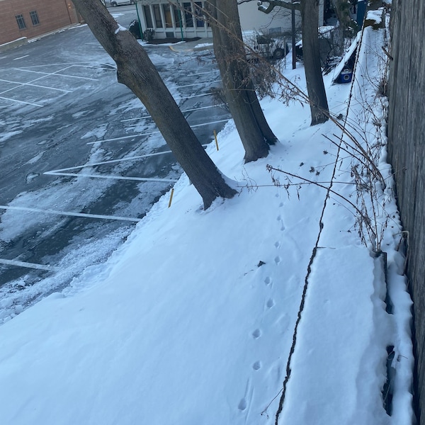 Best Outdoor Cat Shelter for Feral Cats, Large Warm Winter Cat House ...