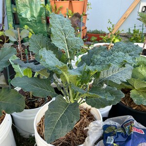 3 Merritt Tree Collard Cuttings - Etsy