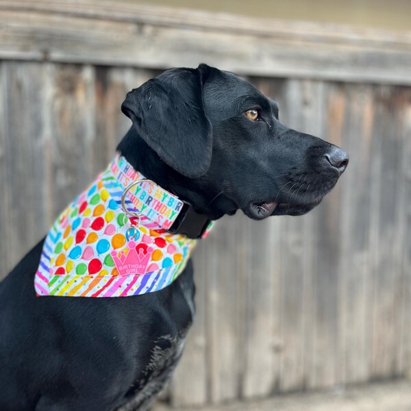 Dog Collar/fresh Out of Fus Dog Collar/ Flower Dog Collar/ Cussing Dog ...