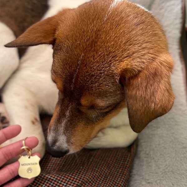 Dog Tag, Shield Dog Tag, Brass Dog Tag, Pet ID Tags, Personalized Dog ...