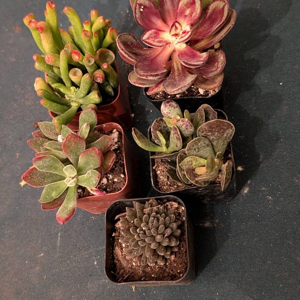 Opuntia Subulata or Austrocylindropuntia Subulata Eves Needle Eves Pin ...