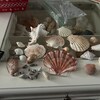Assorted Sea Shell Mix Beach Wedding Decor Sea Shells Bulk - Etsy