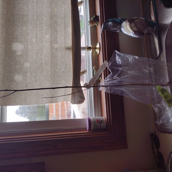 Canoe Birch Tree, Single Tree, Betula Papyrifera, Paper White Birch ...