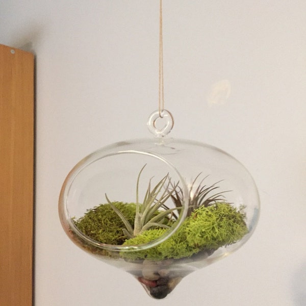 6" Hanging Glass UFO Capsule Plant Orb/terrarium - Etsy