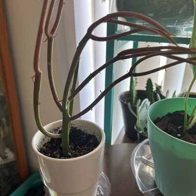 Paper Spine Cactus Tephrocactus Cuttings - Etsy