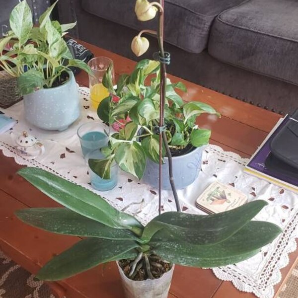 Rlc. Sung Ya Green 'mailman' (2.5” Pot) - Etsy