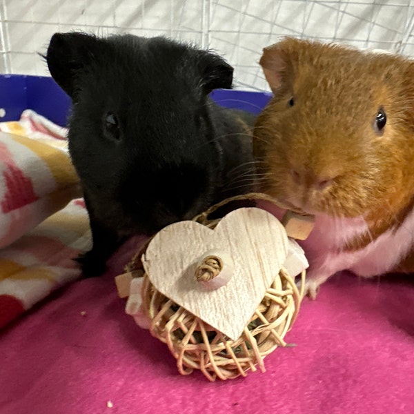 NEW! Mystery Box | for Guinea Pigs and Rabbits | Oat Free, Natrual ...