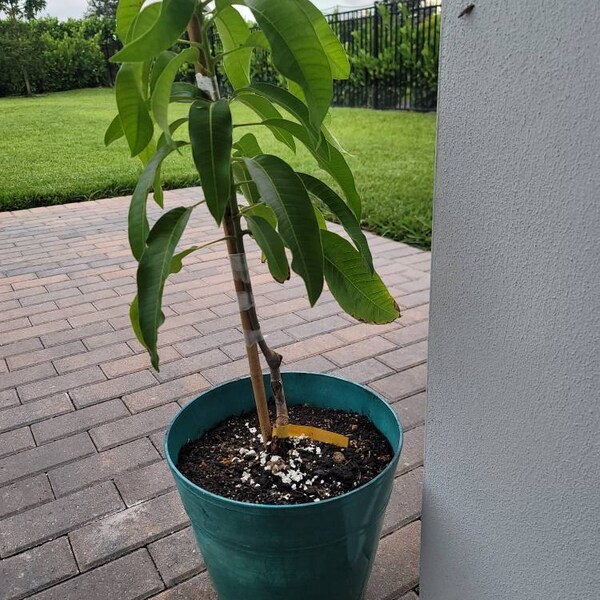 Malika Dwarf Mango Tree Grafted - Etsy