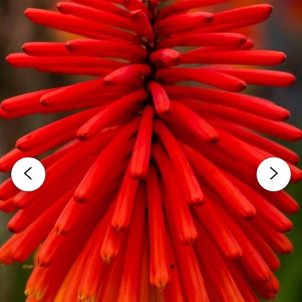3 Live Kniphofia Rocket's Red Glare Red Hot Poker Perennial Plant ...