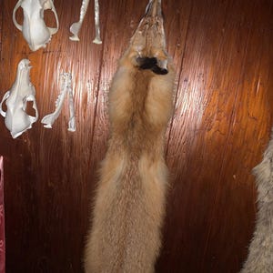 Tanned Silver Fox Hides - Etsy