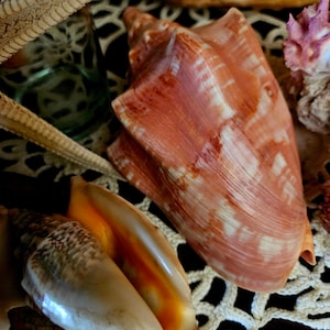 Large Specimen Grade 63.1mm CONUS Regius Royal, Crown Cone SEASHELL JB ...