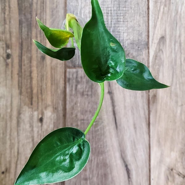 Alocasia “tiny Dancer” Starter Plant (ALL STARTER PLANTS Require You to ...