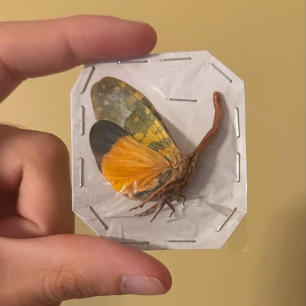 1 A-1 Pyrops Candelaria Green Yellow Real Lantern Fly Entomology - Etsy