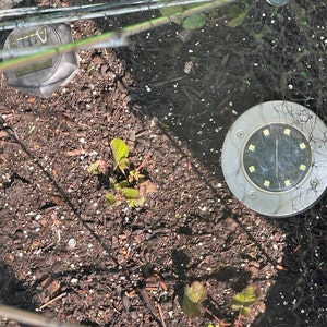 5 Heritage Everbearing Red Raspberry Plants 5 Large 1 Year - Etsy