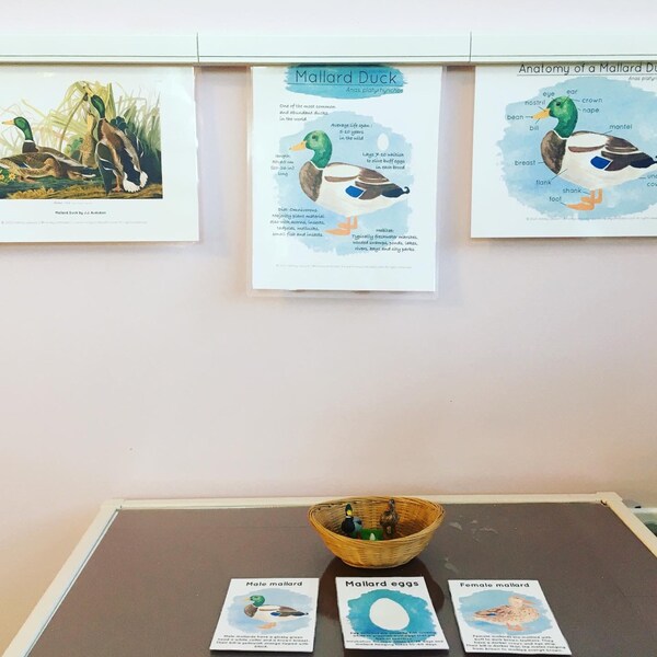 Alphabet Dash Flashcards - Printable Uppercase and Lowercase ...