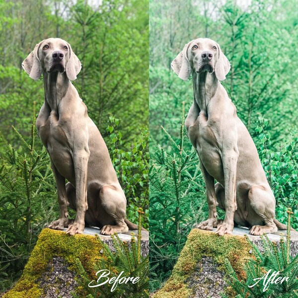 25 Dog Lover Lightroom Presets for Pet, Dog, Outdoor and Indoor Photos ...
