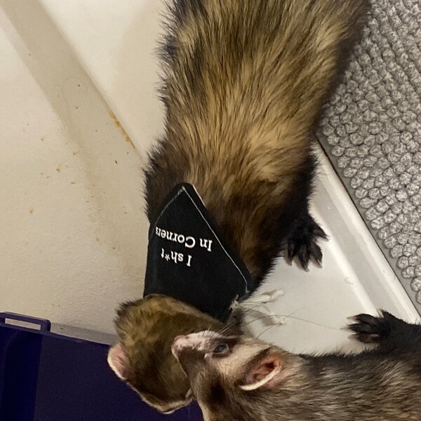 Sea Breeze Ferret Bandana - Ferret Scarf - Ferret Accessories - Clothes ...
