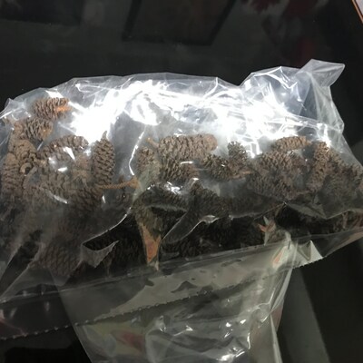 Snake Pod Laranja Nut is the Fruit of the Buriti Palm Buriti Fruit Skin ...