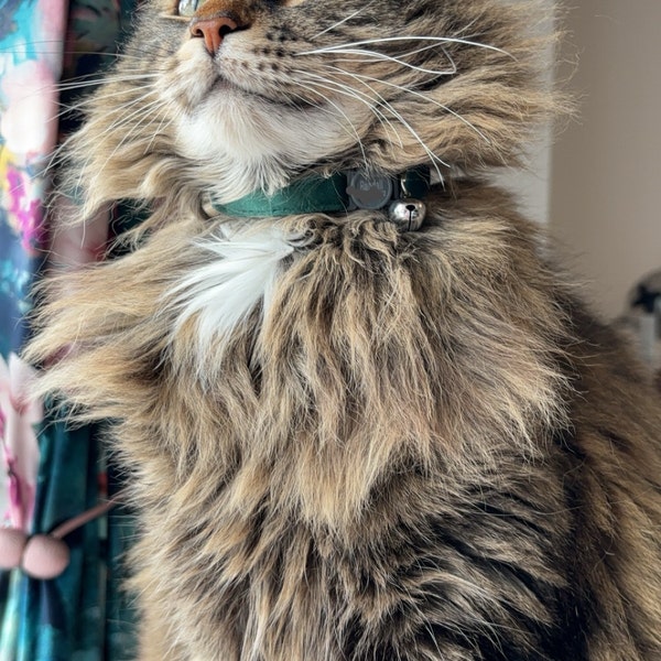 Breakaway Greensageforest Velvet Cat Collar Bowtie Leash Set ...