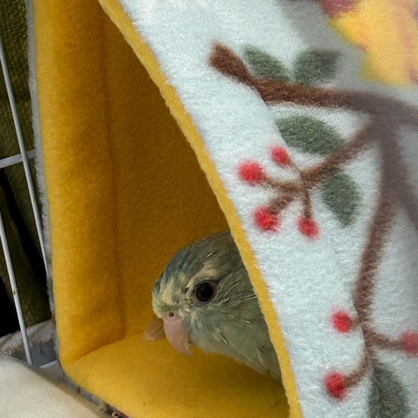 Bird Teepee, Bird Tent, Bird Bed for Conures, Caiques, Senegals ...